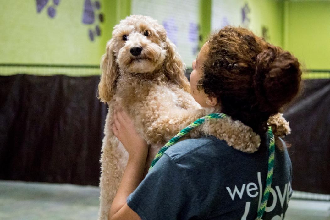 Paradise 4 Paws Mission, Benefits, and Work Culture | Indeed.com