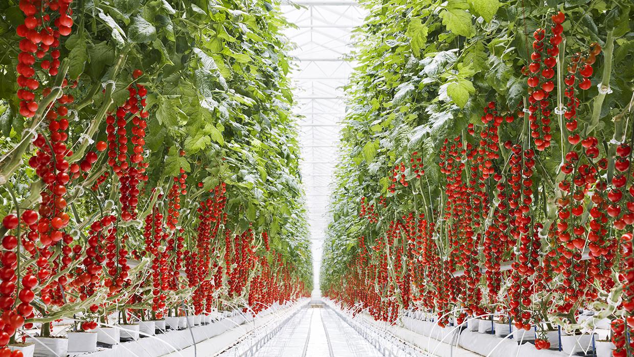 Mastronardi Produce Mission, Benefits, and Work Culture | Indeed.com