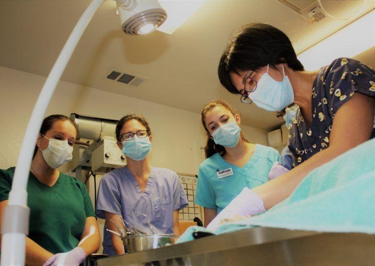 Vetncare Mission, Benefits, and Work Culture | Indeed.com