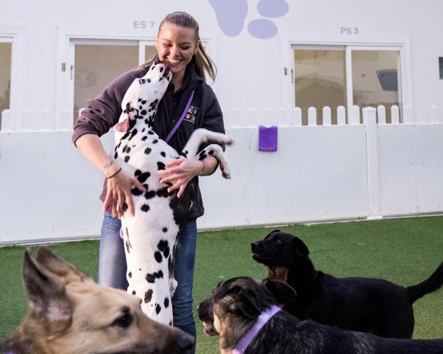 Paradise 4 Paws Mission, Benefits, and Work Culture | Indeed.com