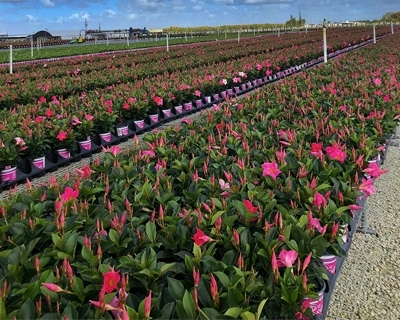 Fernlea Flowers Mission, Benefits, and Work Culture | Indeed.com