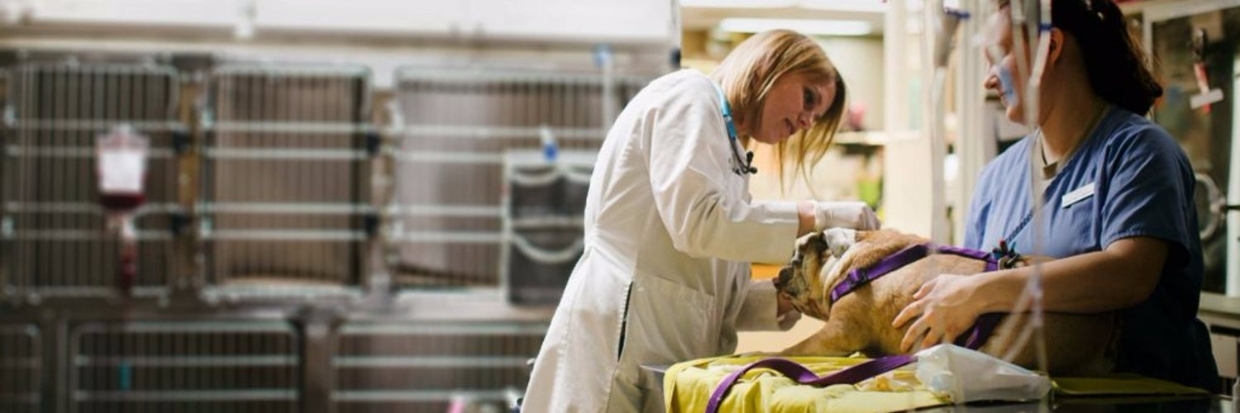 Community Veterinary Partners Mission, Benefits, and Work Culture ...