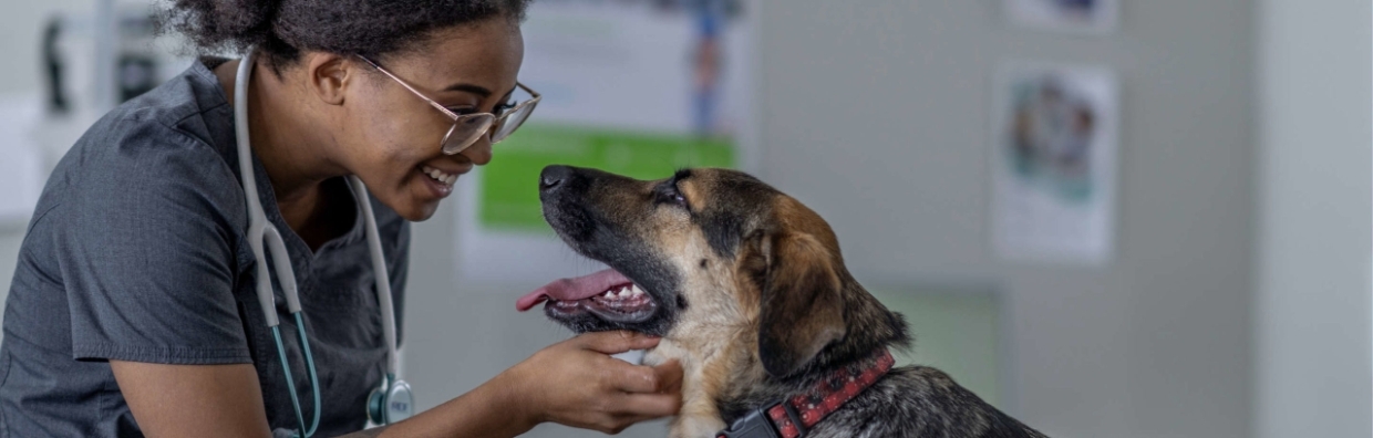 Community Veterinary Partners Mission, Benefits, and Work Culture ...