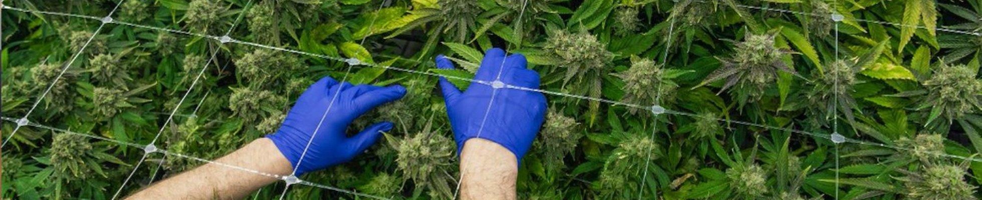 Cresco Labs Jobs, Employment | Indeed