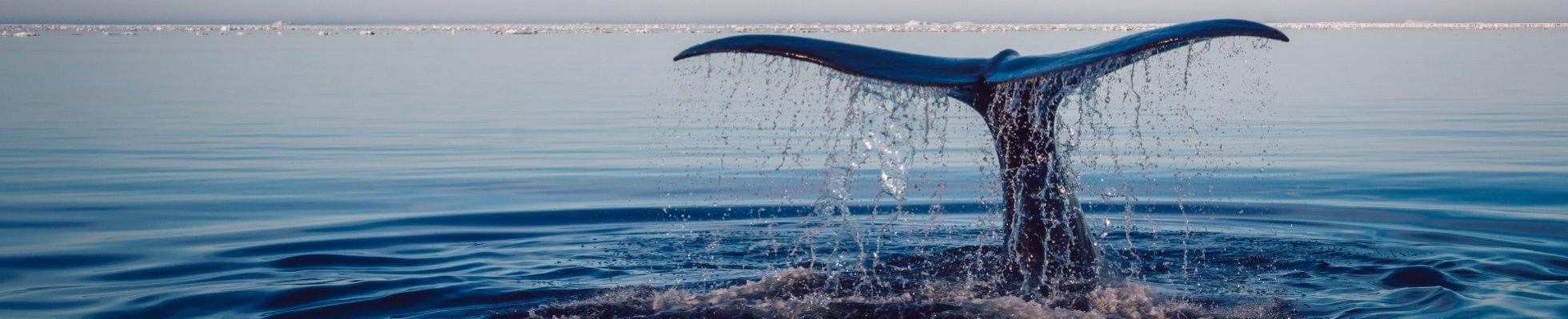 From the Highlighted, What Are the Trends Jobs, Employment | Indeed