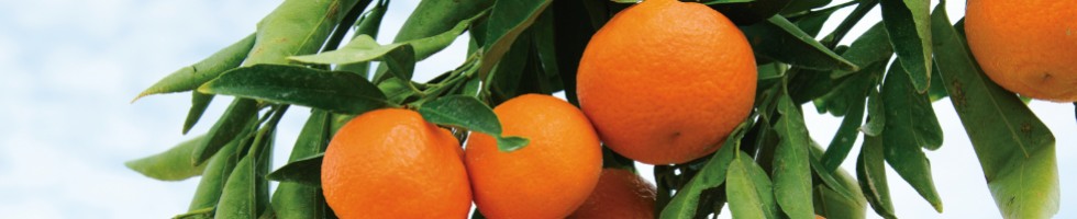 Jobs at Wonderful Citrus | Indeed.com